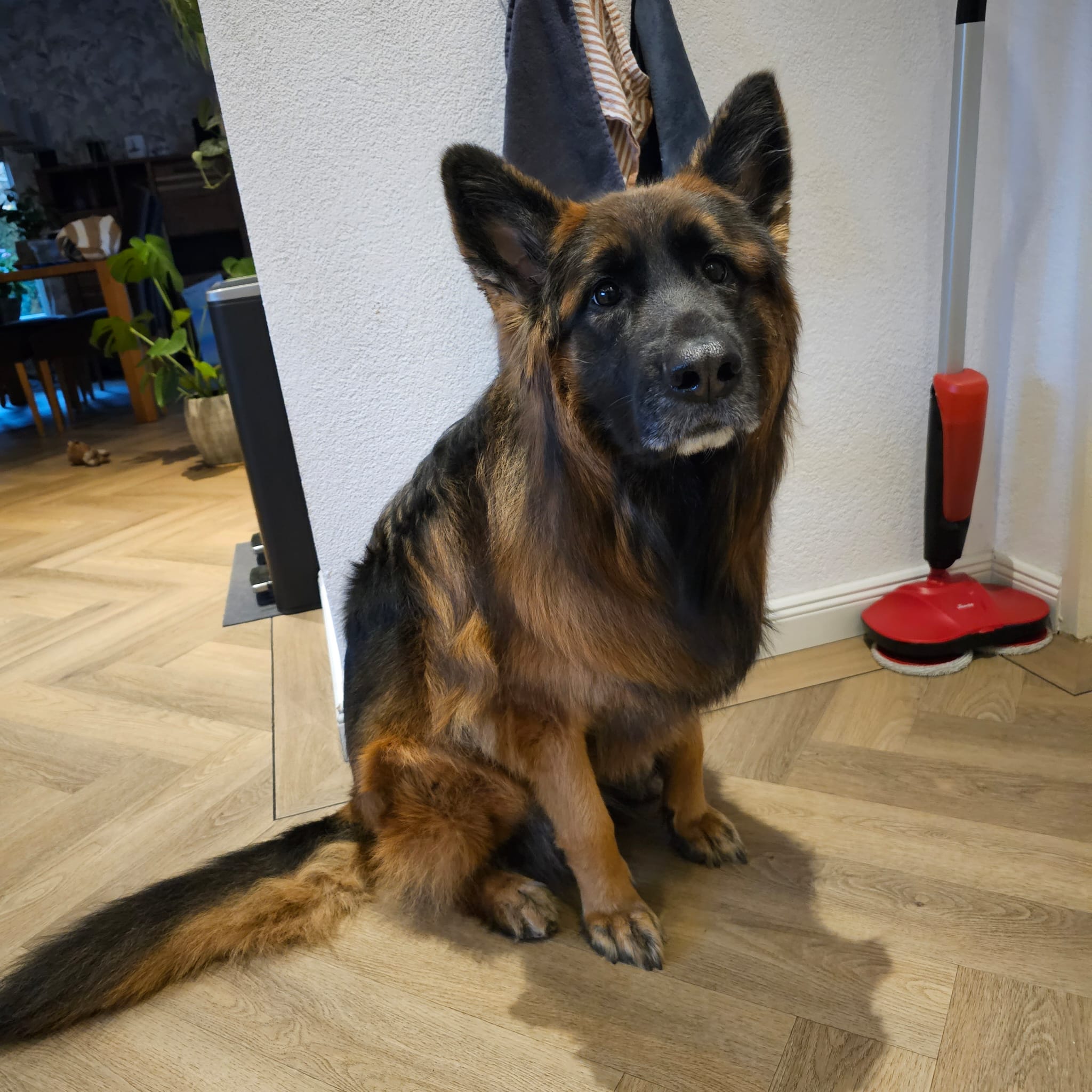 Trimsalon happy fluff - Trimsalon happy fluff